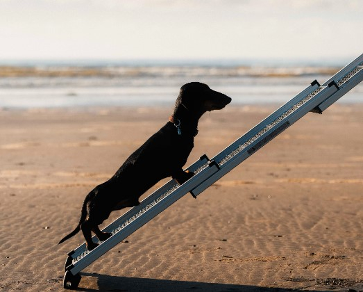 Land Rover Pet Access Ramp | Land Rover Accessories